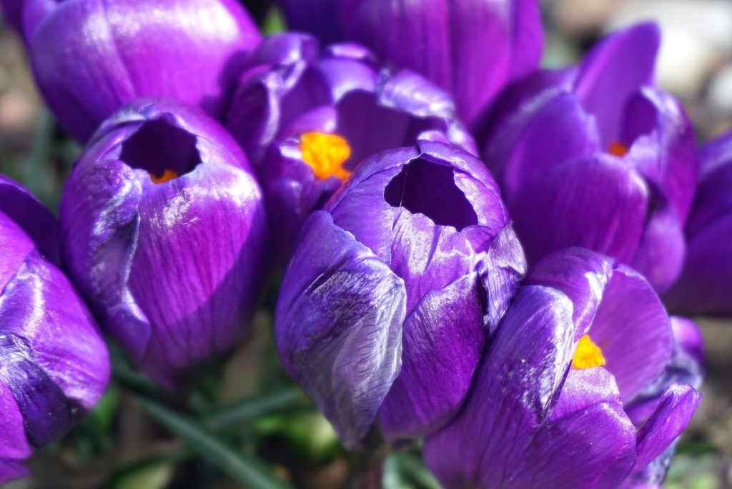 Comment faire du violet